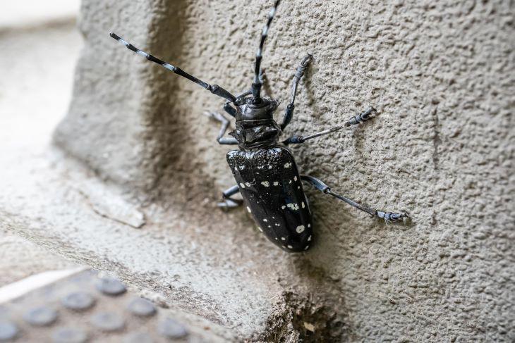 Kevers herkennen, info en tips