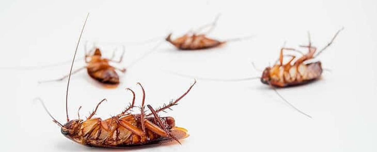 Ongedierte In Huis Herkennen Gebruik Deze Handige Gids Ongedierte In Huis Herkennen Gebruik Deze Handige Gids