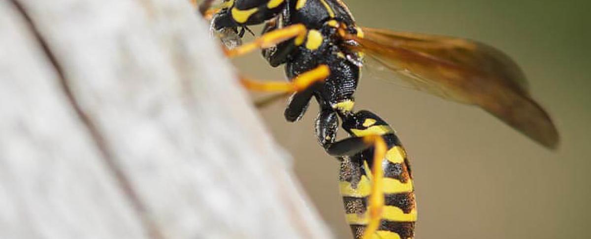 Wespen vangen: in 4 simpele stappen een wespenval!