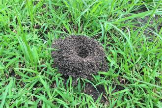 Last van mieren? 10 doe-het-zelftips tegen mieren!