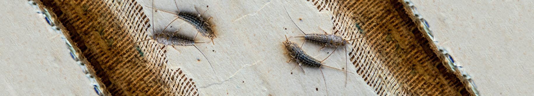 Professionele werkwijze tegen overlast papiervisjes