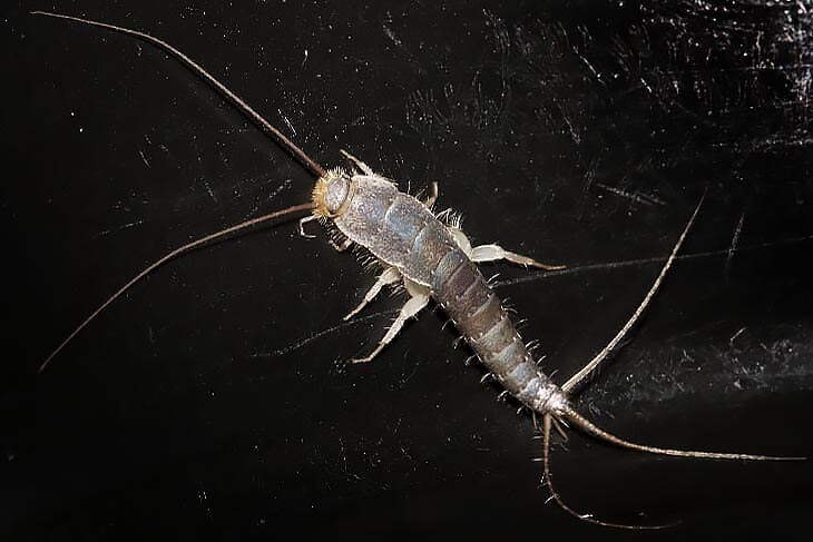 Wat is ongedierte precies en waar komt het voor?