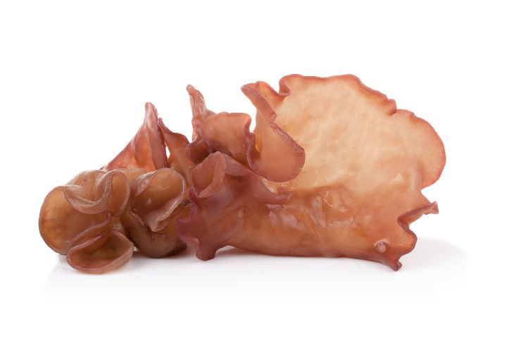 Last van zwammen? Zwam verwijderen, voorkomen en meer!