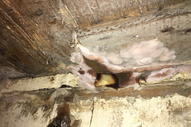 Last van zwammen? Zwam verwijderen, voorkomen en meer!